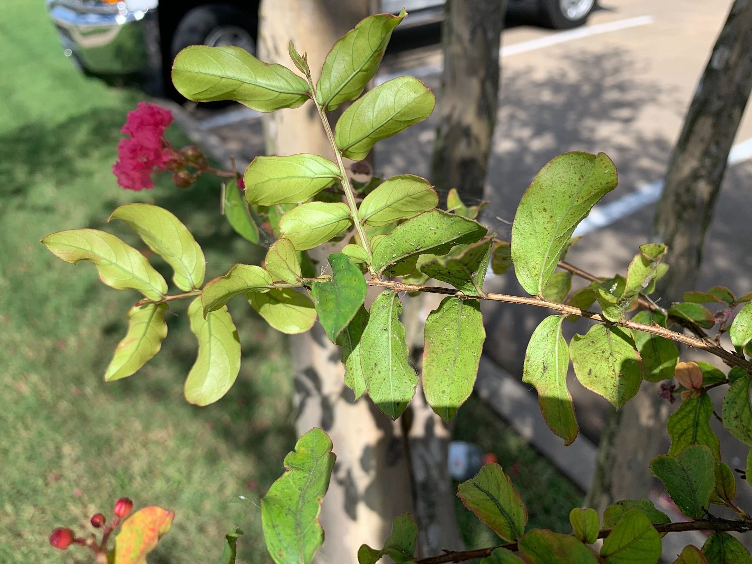 6 Common Crape Myrtle Problems: Watch Out for These Diseases & Pests